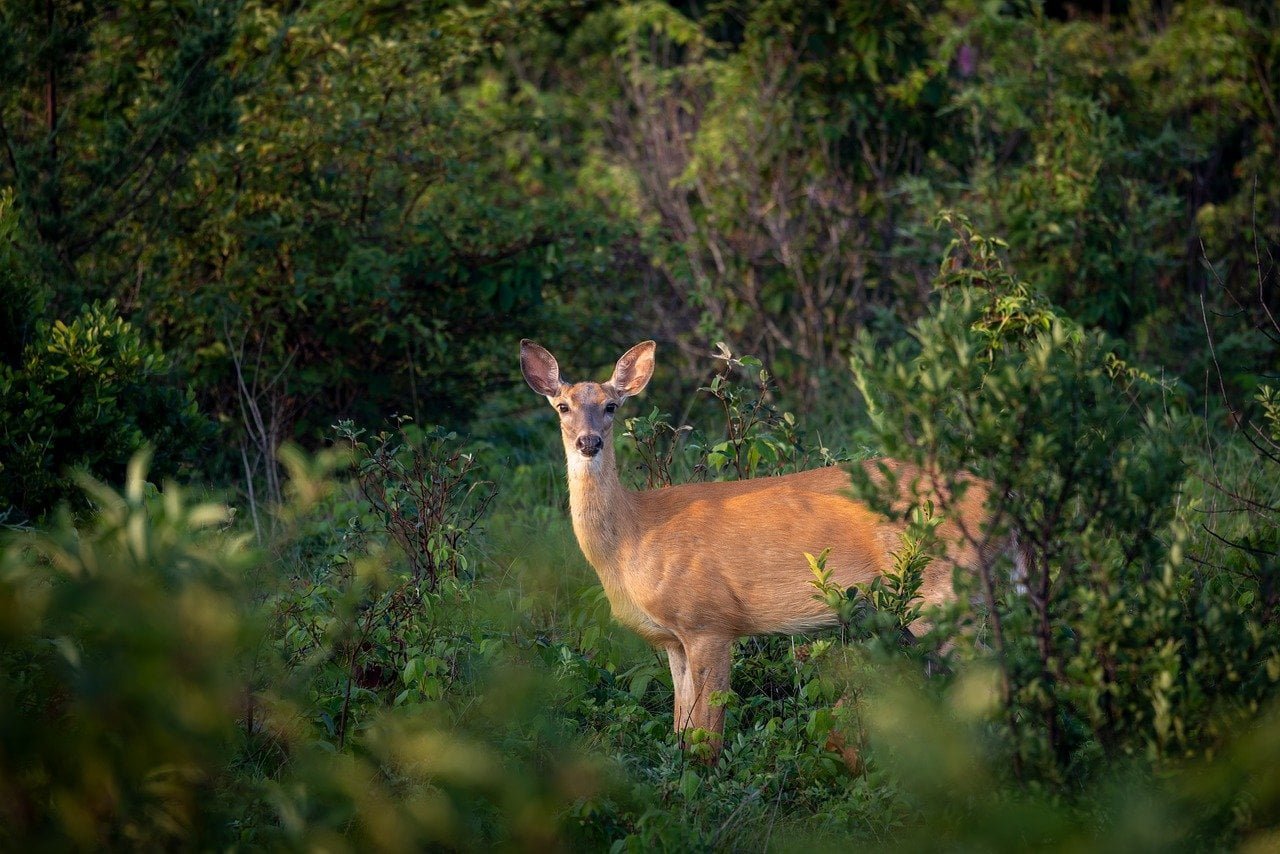 Deer Repellent - A Must Read Guide To Save Your Plants!