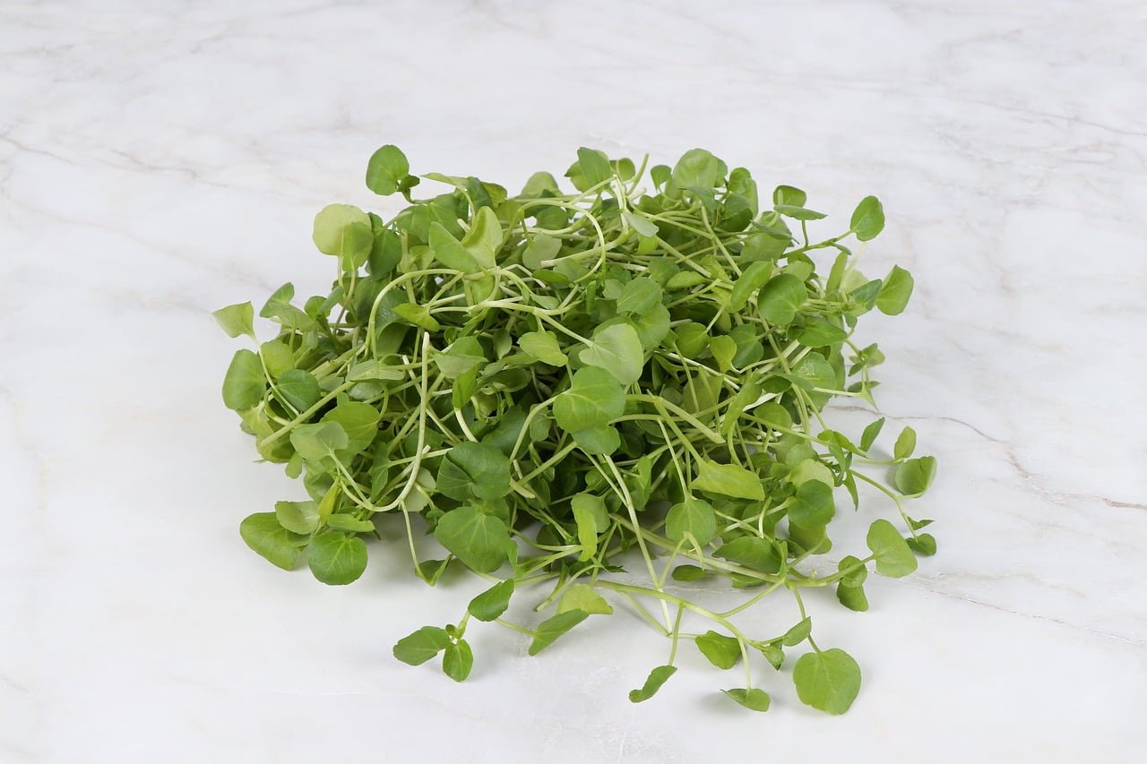 The Watercress Growing Guide - From Seed To Harvest To Health