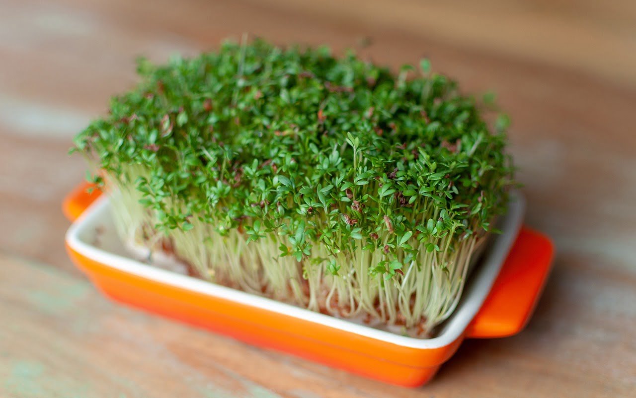 The Watercress Growing Guide - From Seed To Harvest To Health