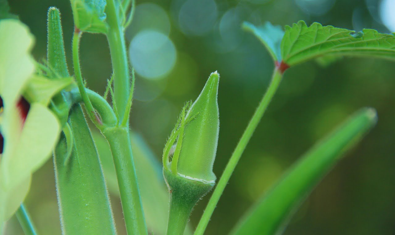 The Okra Growing Guide - From Seed To Harvest To Health