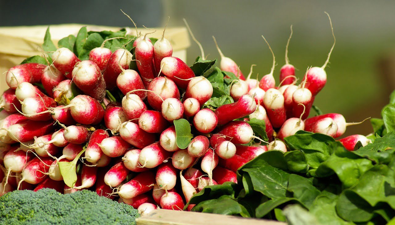 The Radish Growing Guide - From Seed To Harvest To Health